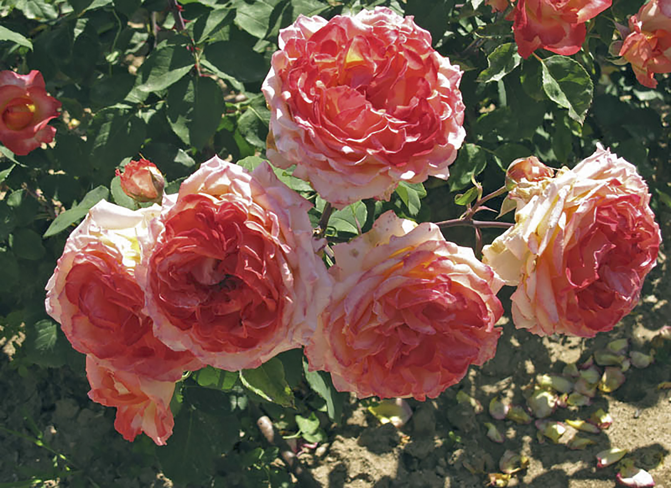 Botanipedia:Los colores de las rosas - Botanipedia